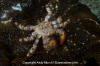 Spiny Lithode Crab pictures - images of Acantholithodes hispidus